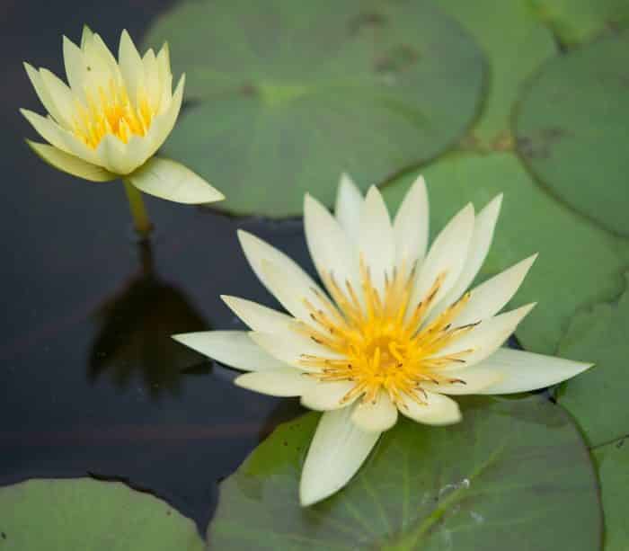 7 Tanaman Air (karateristik, jenis-jenis, dan cara memilih)