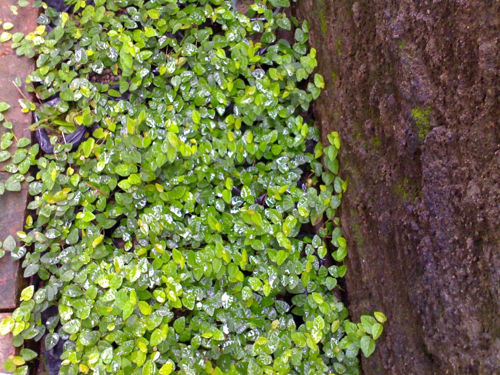 7 Tanaman Dolar (Yang Menguntungkan Mencapai Ratusan juta)