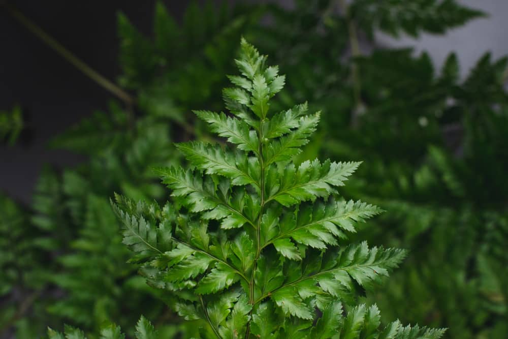 40+ Tanaman Paku : Sejarah, Jenis, Cara Tanam (Lengkap)