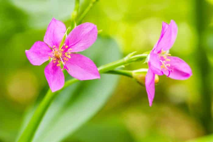 5 Tanaman Ginseng (Lengkap dengan manfaat, dan cara mengkonsumsi)