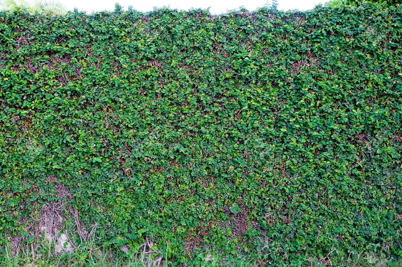 7 Tanaman Dolar (Yang Menguntungkan Mencapai Ratusan juta)