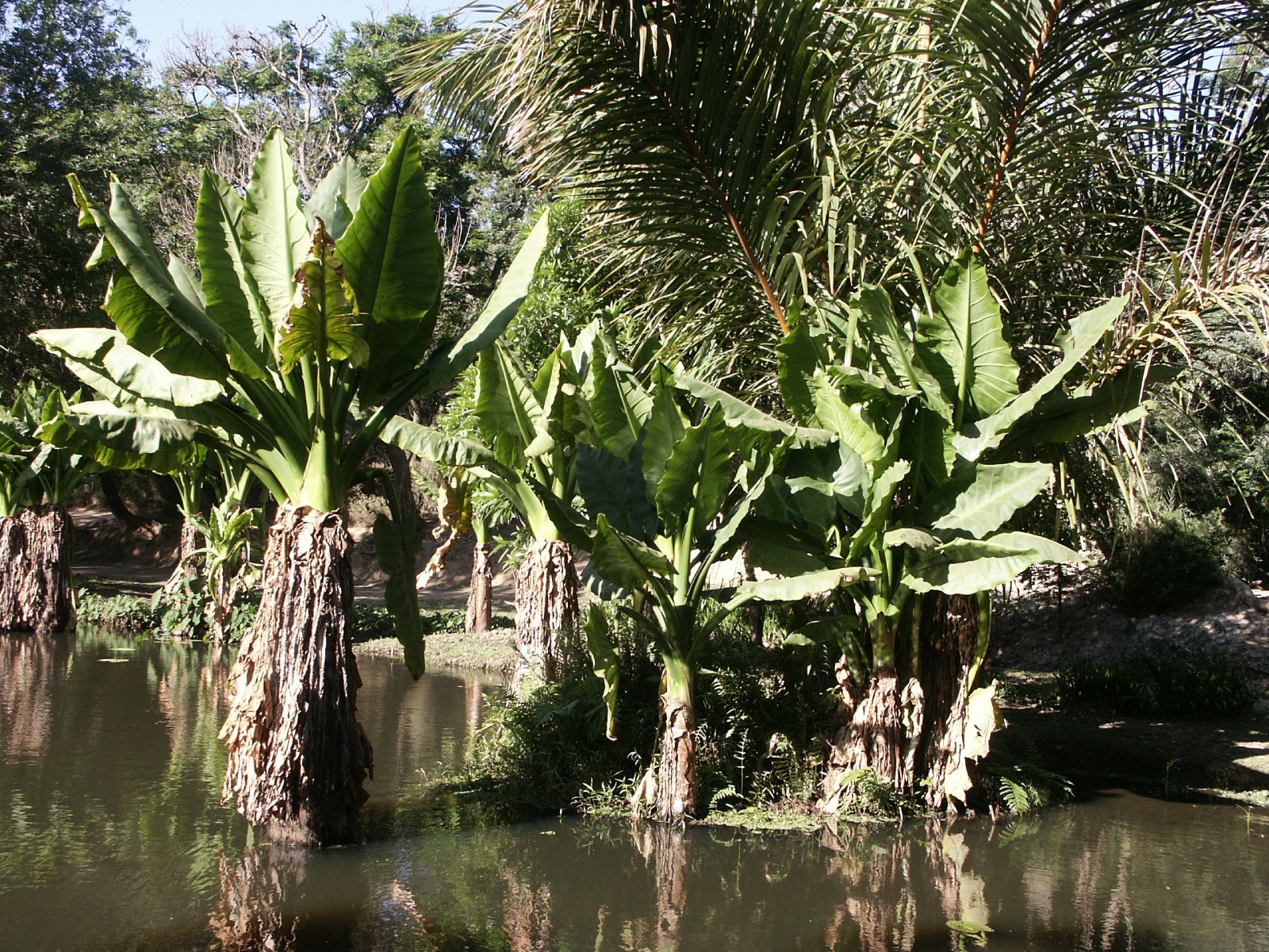 Pisang Air (Typhonodorum Lindyeyanum) - Thegorbalsla