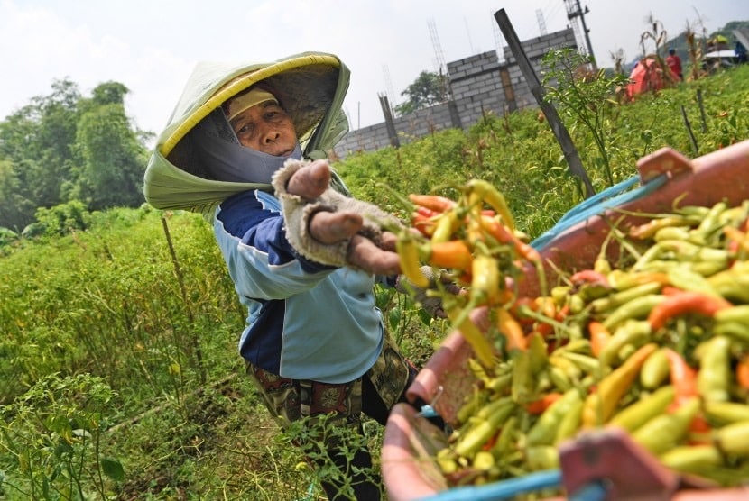 5 Tanaman Cabai (Lengkap dengan cara budidaya)