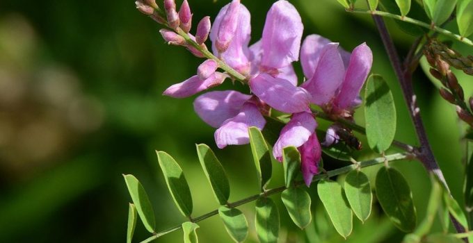5 Tanaman Indigofera