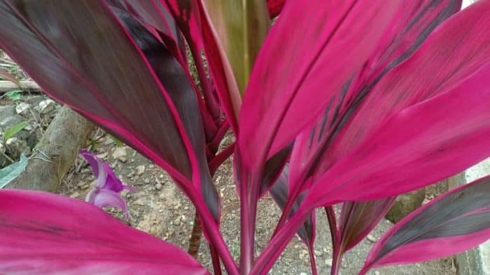 5 Tanaman Hias Daun Merah