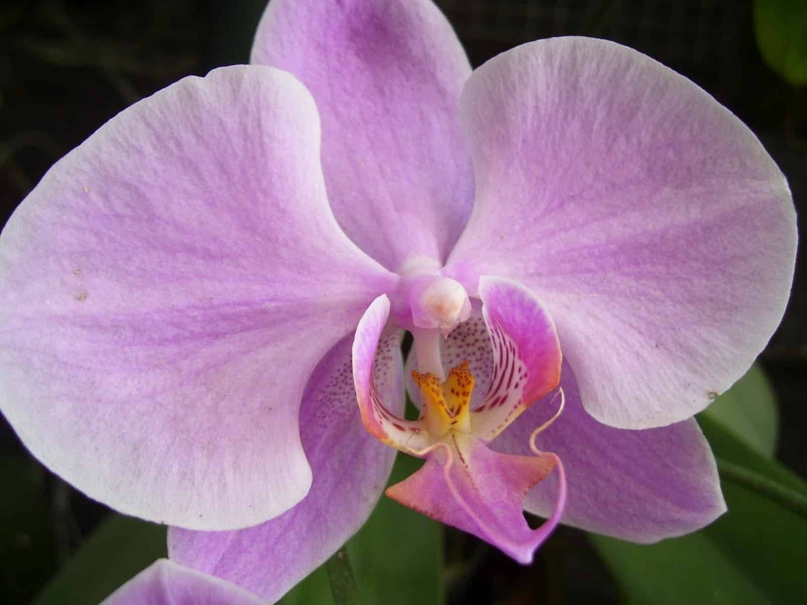 13 Cara Menanam Anggrek (raup untung Ratusan juta perbulan)