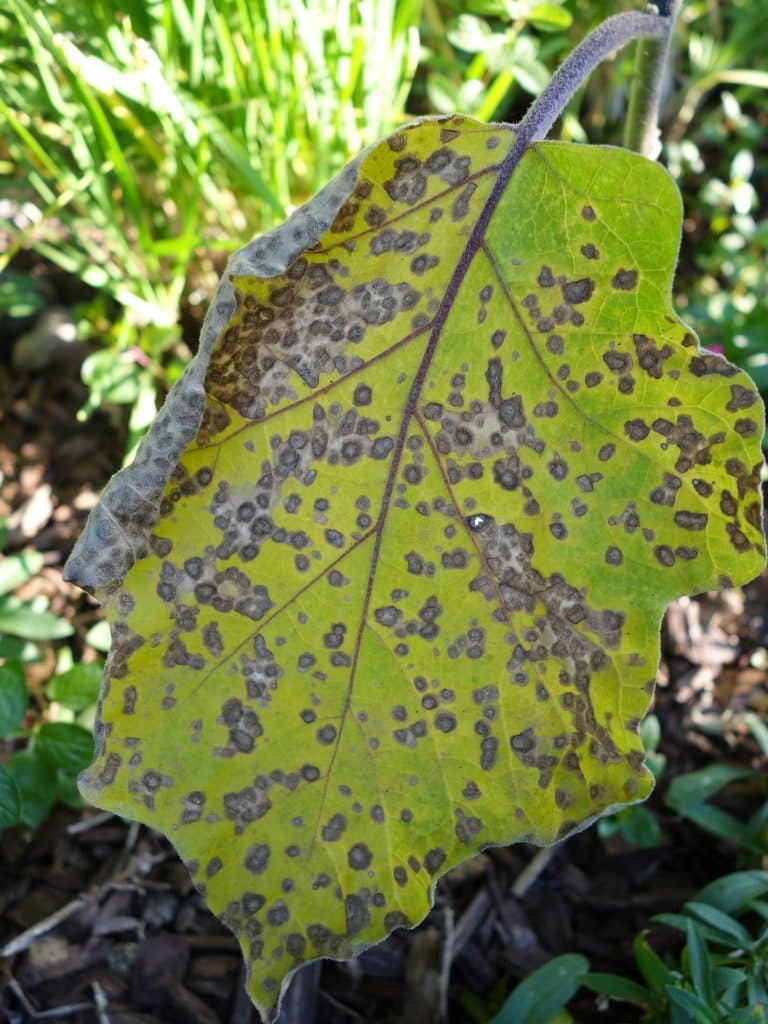 5 Tanaman Terong (Morfologi, jenis-jenis, dan cara menanam)