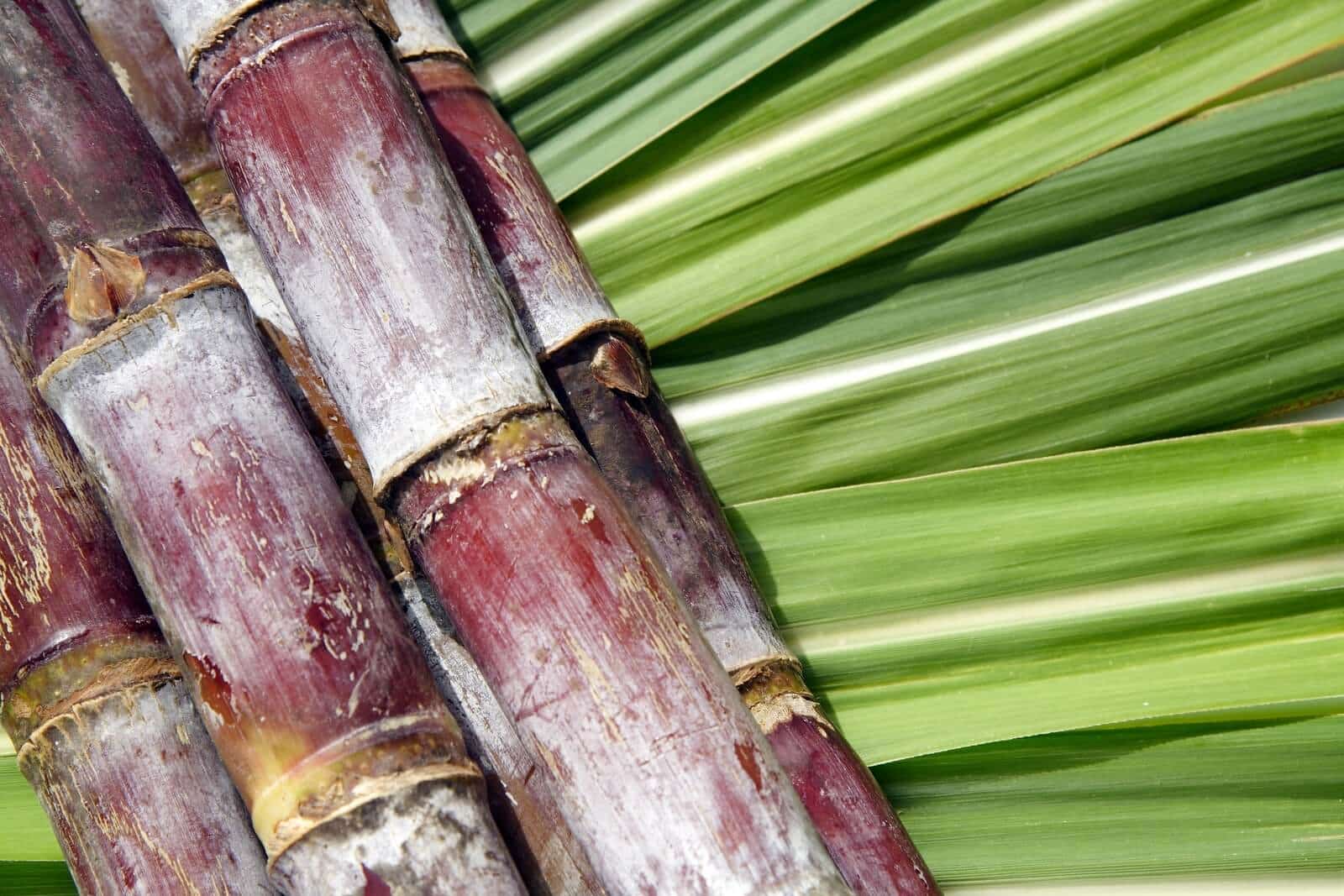 7 Tanaman Monokotil (Ciri-ciri, manfaat, dan jenis-jenis)