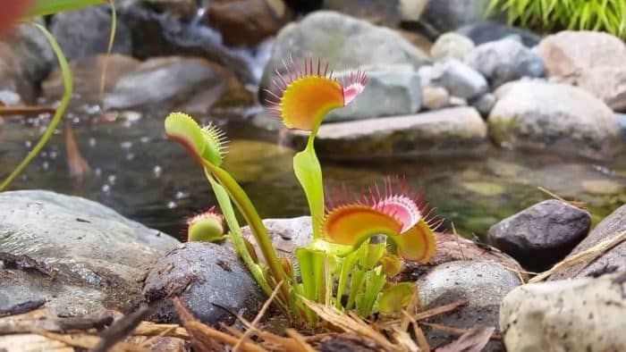 20 Tanaman Venus Yang Meghasilkan Milyaran Rupiah Tiap Panen