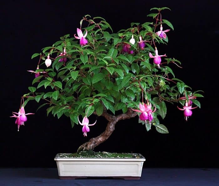 27 Tanaman Bonsai (Lengkap dengan karateristik dan jenis-jenis)