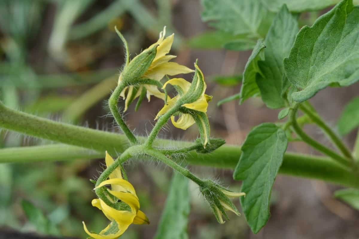 6 Tanaman Tomat : Sejarah, Ciri dan Jenis-jenisnya