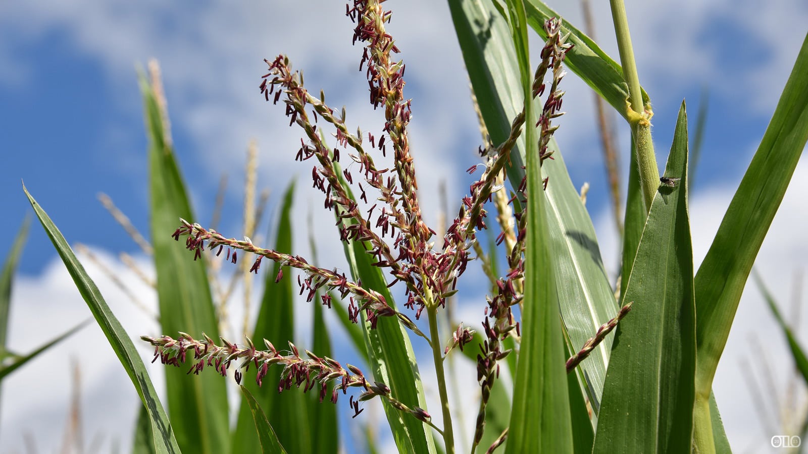 5 Tanaman Jagung (Manfaat dan cara budidaya)