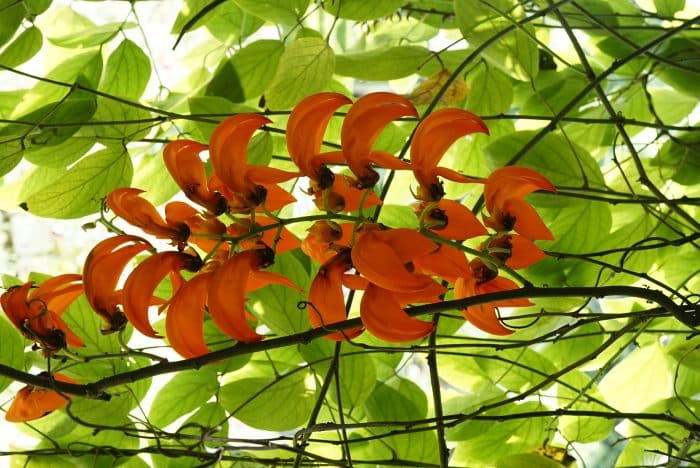 6 Tanaman Rambat (Jenis, ciri-ciri, manfaat, dan cara menanam)