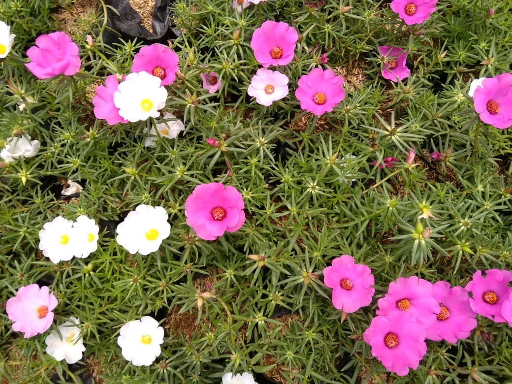 6 Tanaman Perdu (Ragam jenis, cara merawat, dan manfaat)