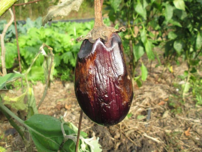 5 Tanaman Terong (Morfologi, jenis-jenis, dan cara menanam)