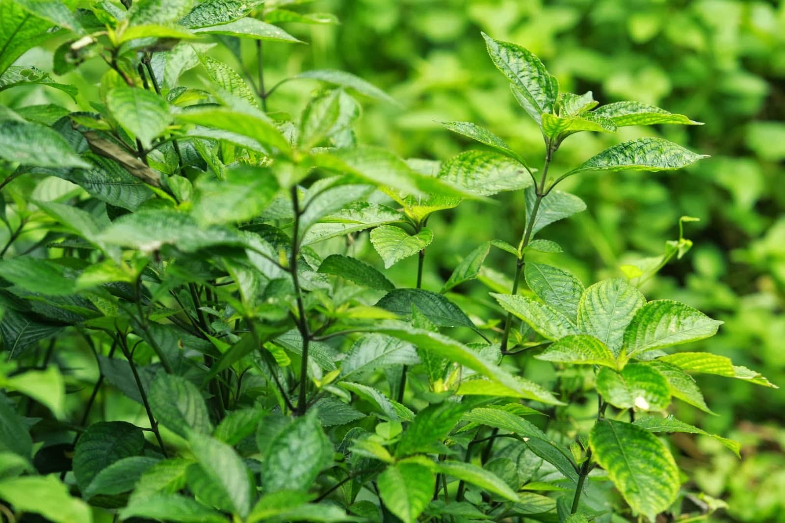 5 Tanaman Keji Beling (Manfaat dan cara menanam)