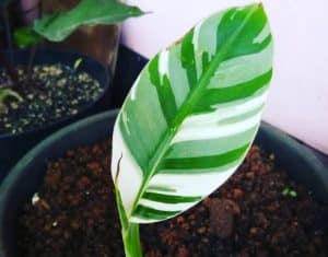 12 Tanaman Hias Variegata (yang Menguntungkan Puluhan Juta)