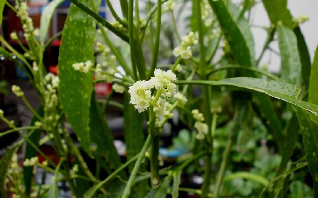 Tanaman Zodia : Taksonomi, Ciri, kandungan Zat (Lengkap)