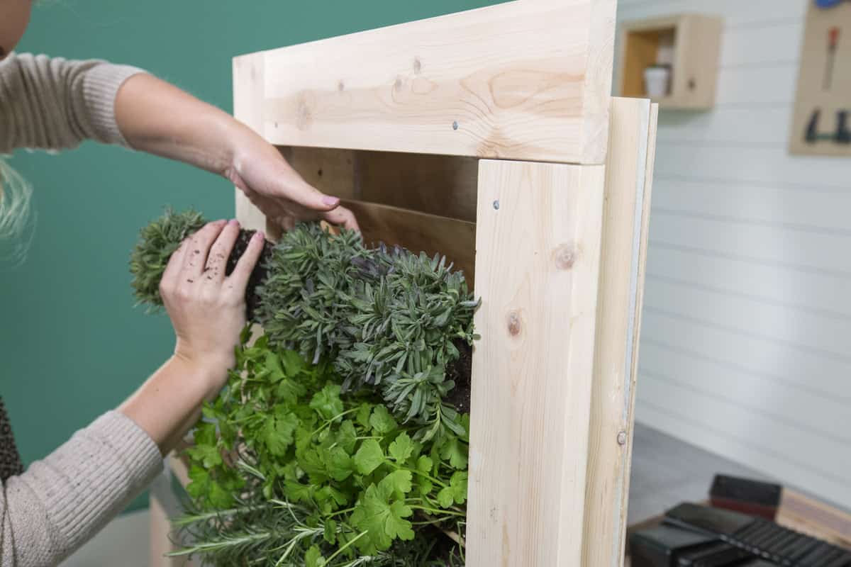 24 Tanaman Vertikal Yang Bisa Menambah Harga Rumah Jadi Ratusan Juta