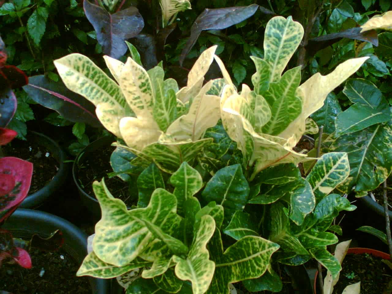 4 Tanaman Puring (Pengertian, jenis, keunggulan, dan kelebihan)