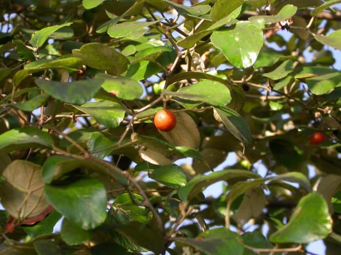 6 Tanaman Bidara (Jenis dan manfaat)