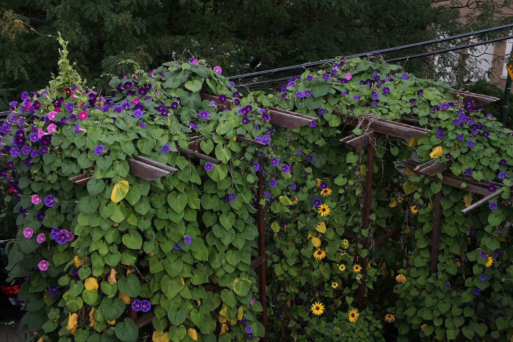 6 Tanaman Rambat (Jenis, ciri-ciri, manfaat, dan cara menanam)