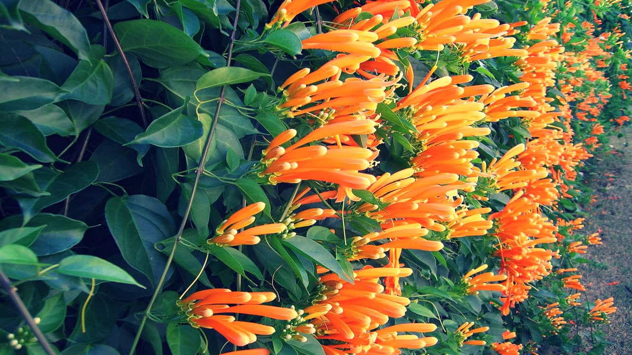 6 Tanaman Rambat (Jenis, ciri-ciri, manfaat, dan cara menanam)