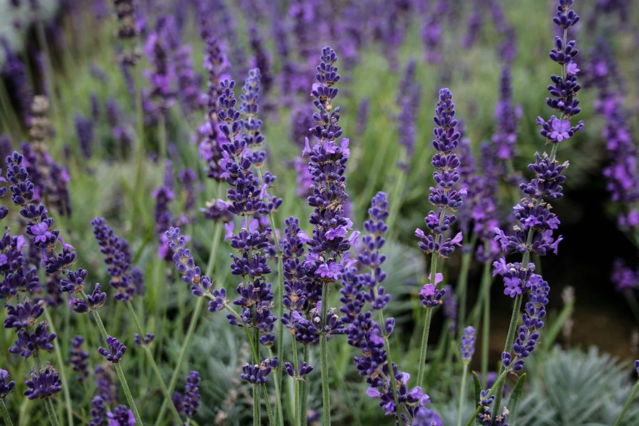7 Tanaman Lavender (Jenis-jenis, kandungan, manfaat)