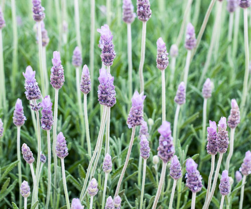 7 Tanaman Lavender (Jenis-jenis, kandungan, manfaat)