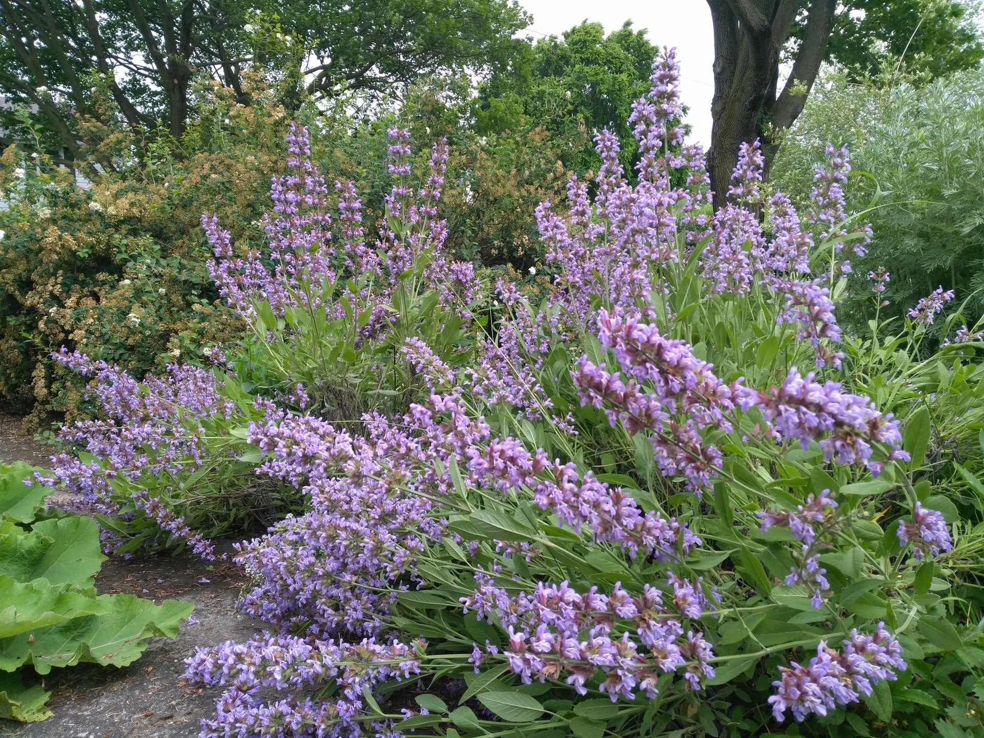 7 Tanaman Lavender (Jenis-jenis, kandungan, manfaat)