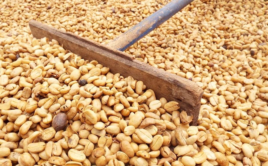 7 Tanaman Kopi (Kandungan, olahan, dan macam-macam olahan kopi)