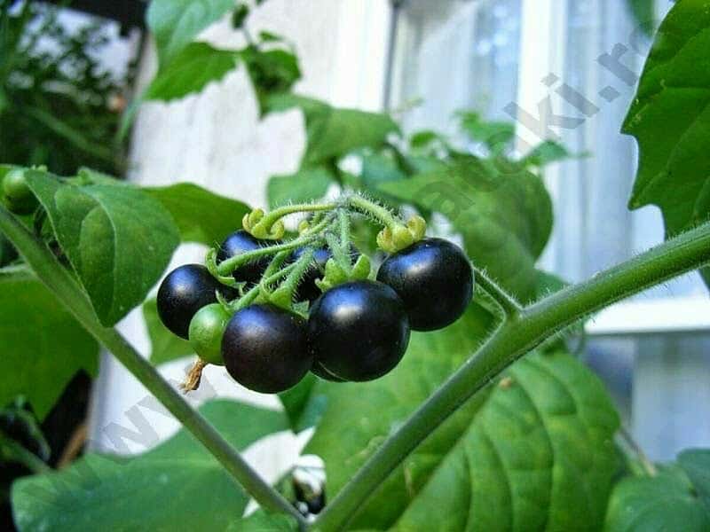 5 Tanaman Terong (Morfologi, jenis-jenis, dan cara menanam)