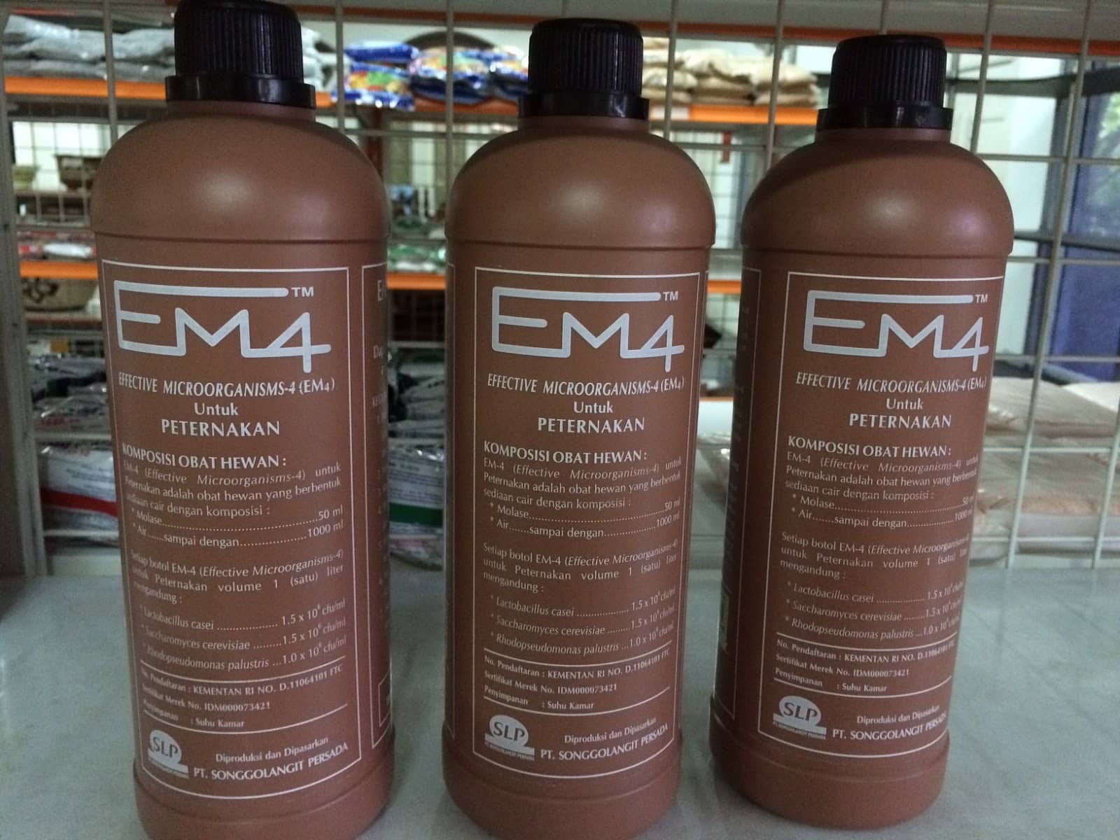 21 Tanaman Krokot (Kandungan, Khasiat, cara mengolah, dan jenis-jenis)