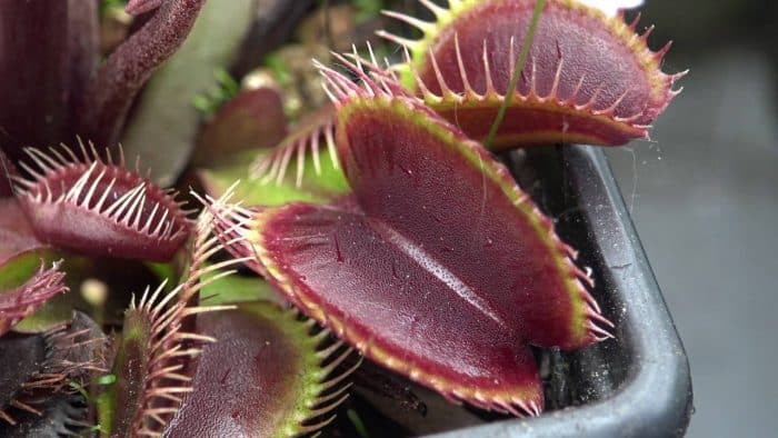 20 Tanaman Venus Yang Meghasilkan Milyaran Rupiah Tiap Panen