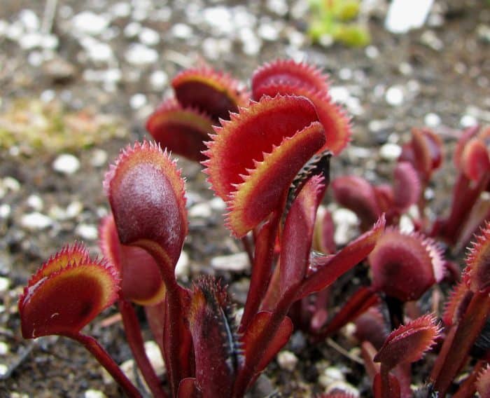 20 Tanaman Venus Yang Meghasilkan Milyaran Rupiah Tiap Panen