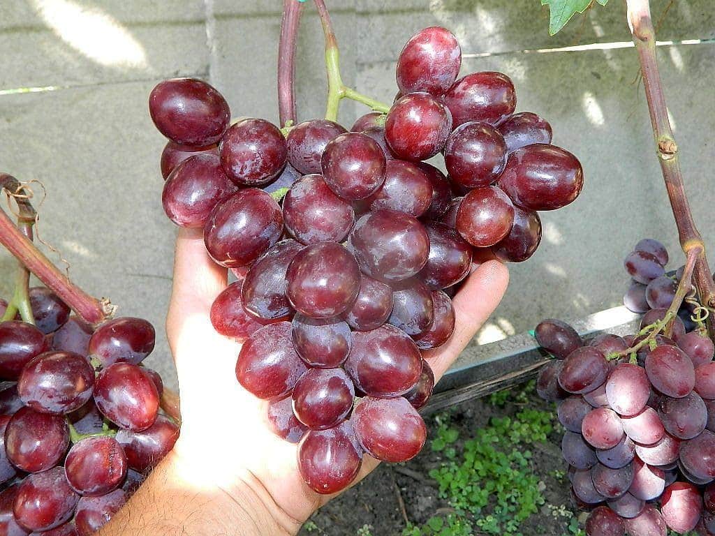 7 Cara Menanam Anggur Menggunakan Biji (Raup Untung Ratusan juta)