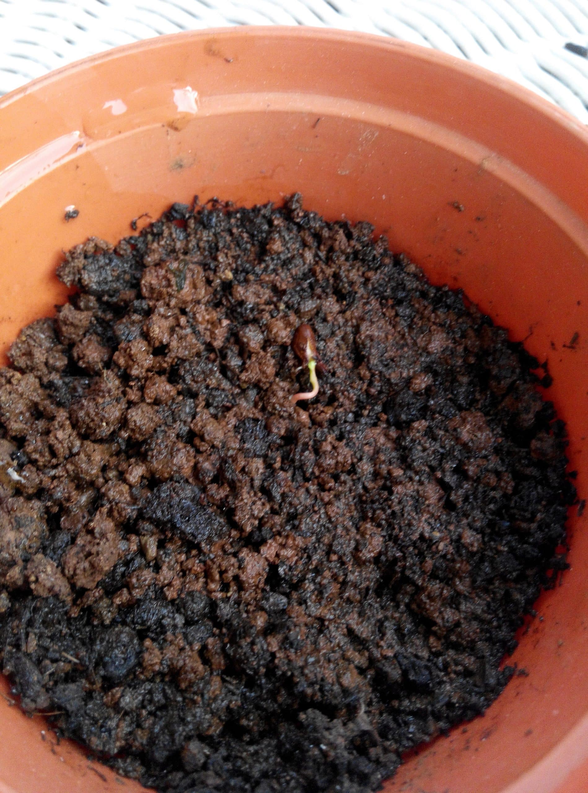 7 Cara Menanam Anggur Menggunakan Biji (Raup Untung Ratusan juta)