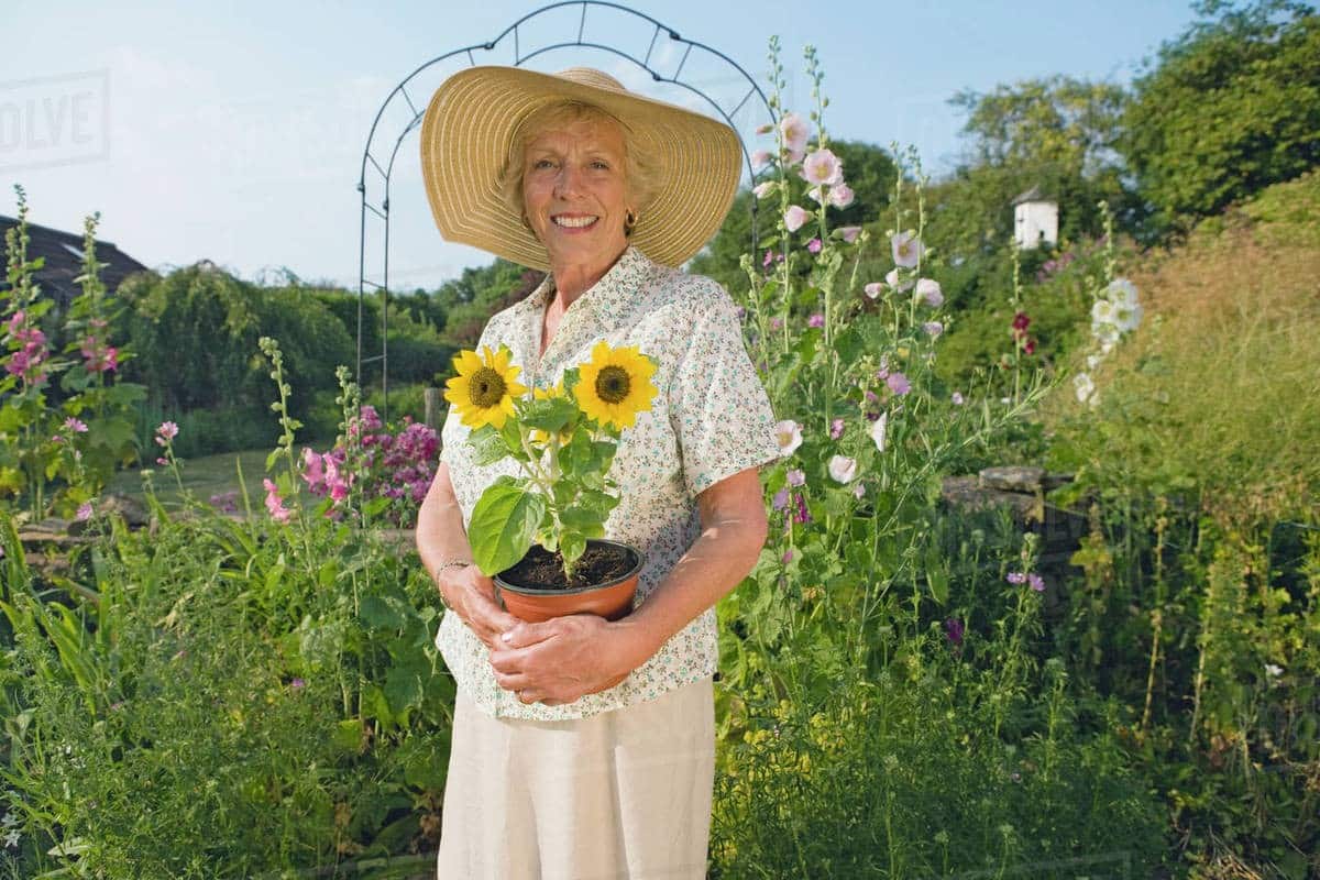 6 Cara Menanam Bunga Matahari (Lengkap beserta gambar dan deskripsi)