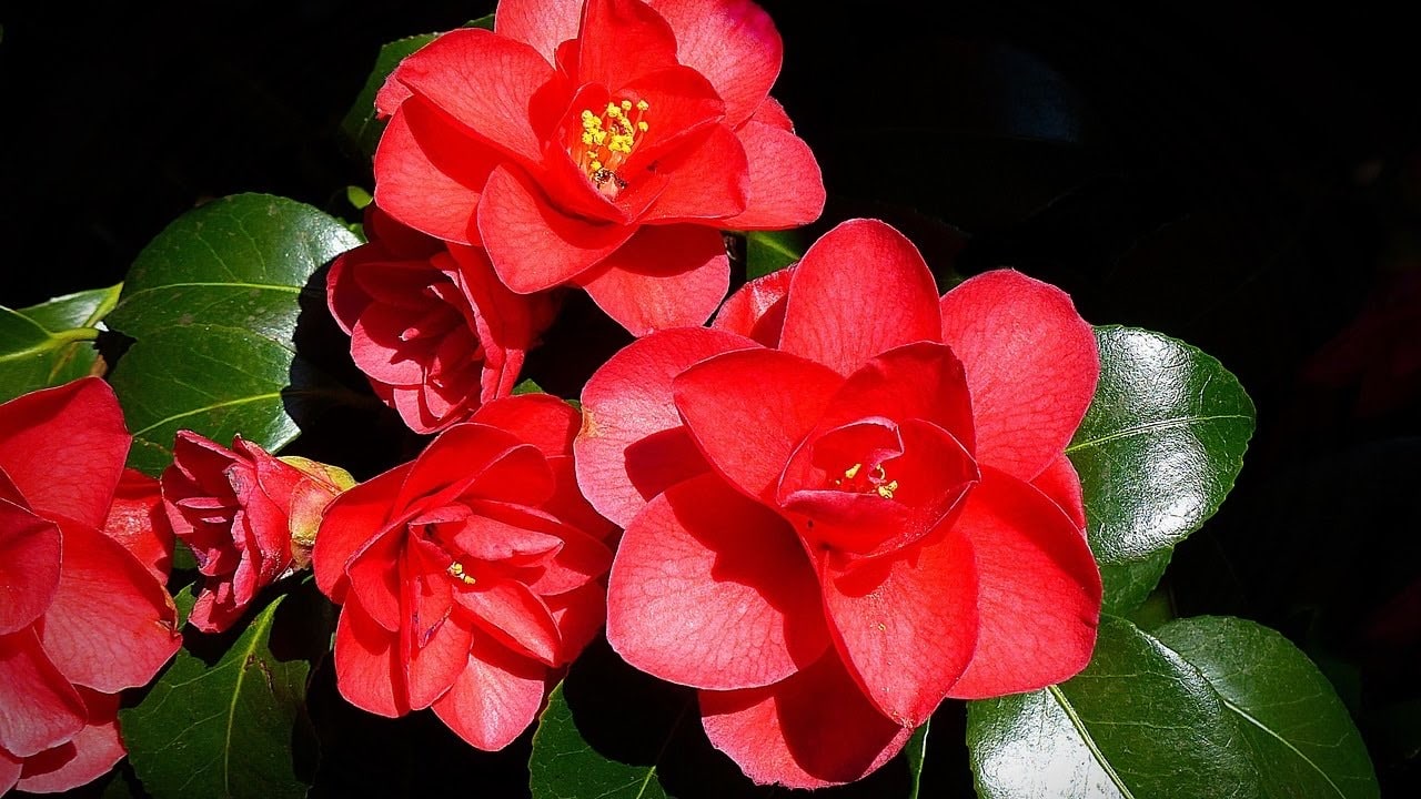 Middlemist Red - Thegorbalsla