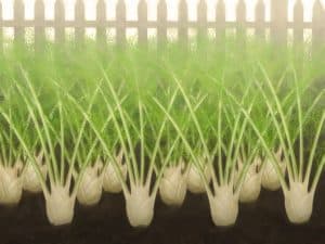 10+ Tanaman Adas (Asal usul, klasifikasi, morfologi, dan jenis-jenis)