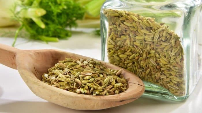 10+ Tanaman Adas (Asal usul, klasifikasi, morfologi, dan jenis-jenis)