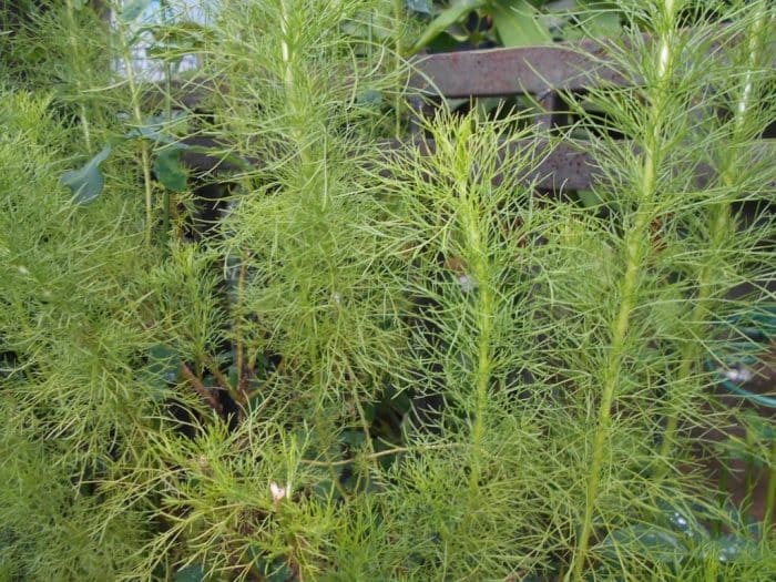 10+ Tanaman Adas (Asal usul, klasifikasi, morfologi, dan jenis-jenis)