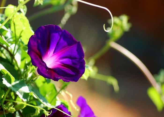 6 Tanaman Rambat (Jenis, ciri-ciri, manfaat, dan cara menanam)