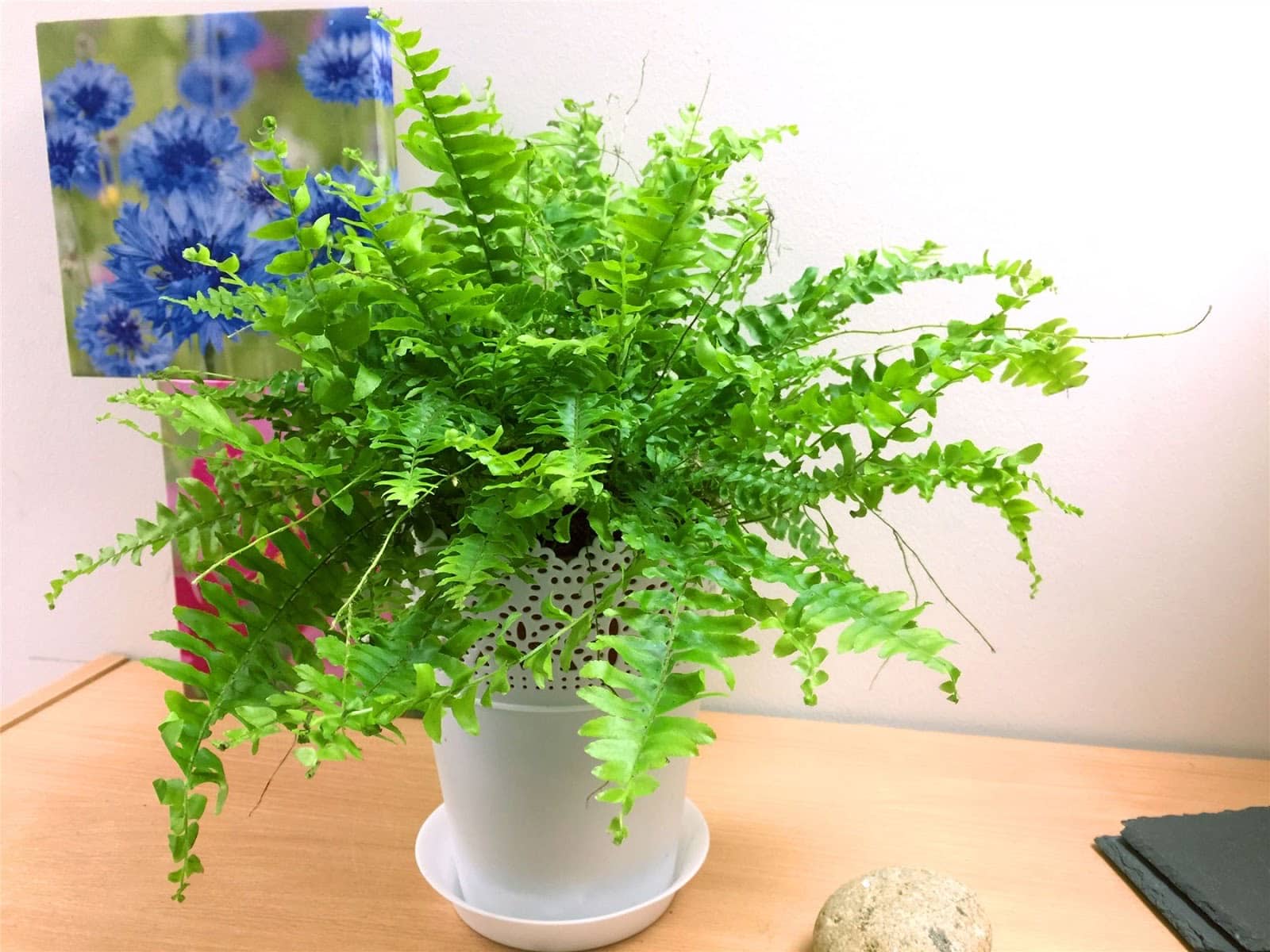 Pakis Boston - Thegorbalsla