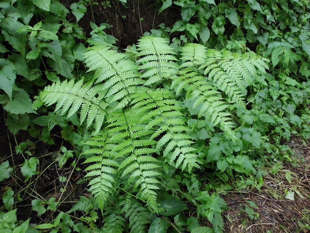 24 Tanaman Vertikal Yang Bisa Menambah Harga Rumah Jadi Ratusan Juta
