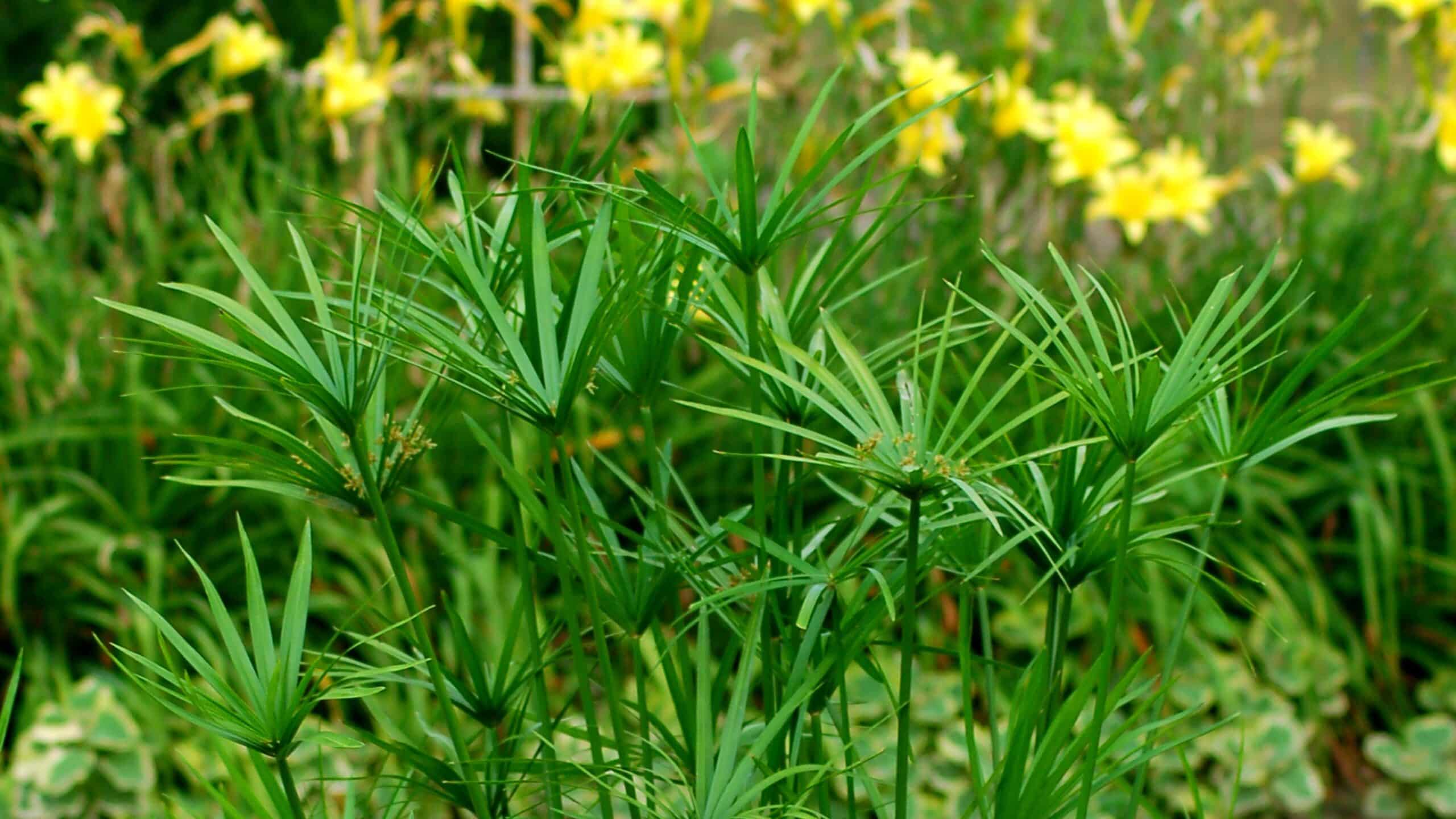 Papyrus (Cyperus papyrus) - Thegorbalsla Papyrus (Cyperus papyrus) - Thegorbalsla