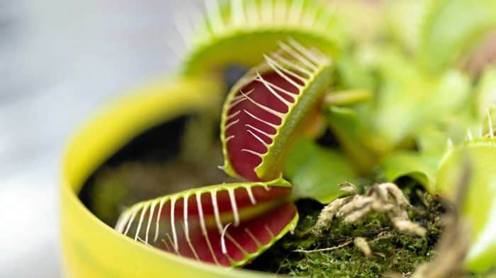 20 Tanaman Venus Yang Meghasilkan Milyaran Rupiah Tiap Panen