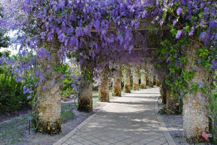 6 Tanaman Rambat (Jenis, ciri-ciri, manfaat, dan cara menanam)