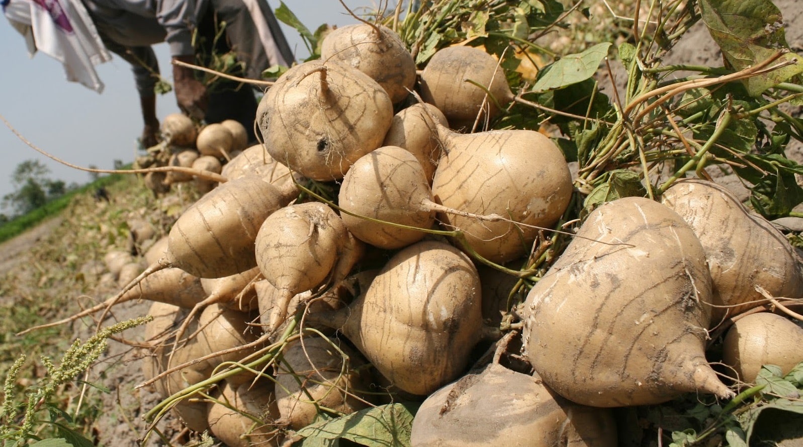 5 Tanaman Gadung (Lengkap dengan manfaat dan cara budidaya)