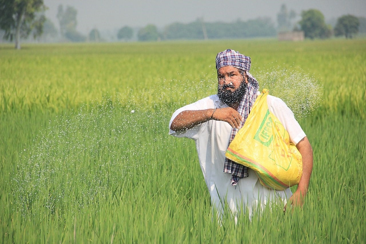 5 Tanaman Serealia (Lengkap dengan kandungan dan cara menanam)